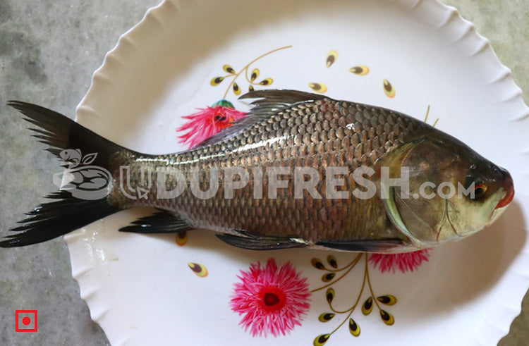 Freshwater fish Catla – udupifresh.com