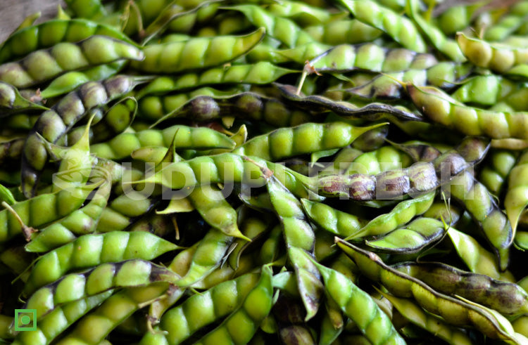 Fresh Green Pigeon Beans (Tuvar Beans) 1 Kg – UDUPI FRESH