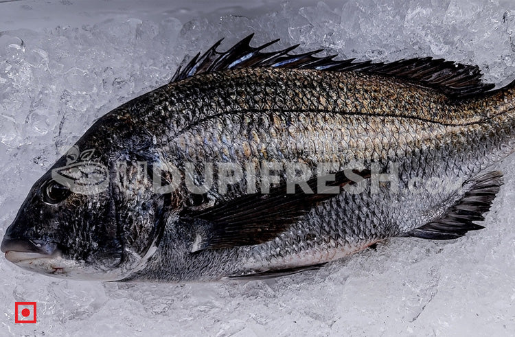 Freshwater Black Snapper / Karipetti , 1 Kg – udupifresh.com