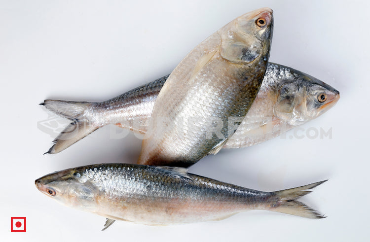 Hilsa / Ilish Fish 1 Kg – UDUPI FRESH