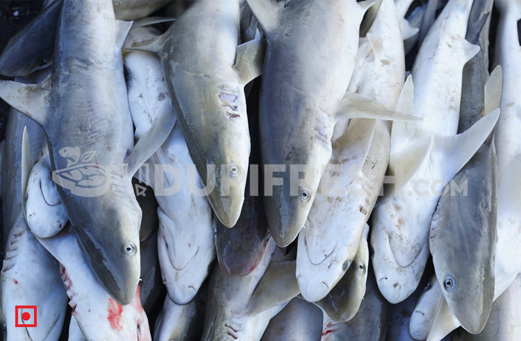 Sharks Fish, 1 Kg – UDUPI FRESH