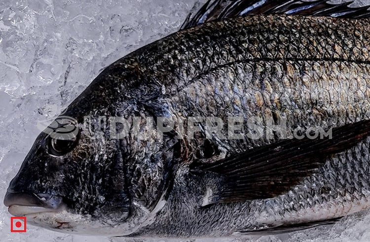Freshwater Black Snapper / Karipetti , 1 Kg – UDUPI FRESH