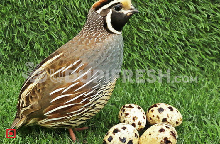 Quail Egg 12 Pcs – UDUPI FRESH