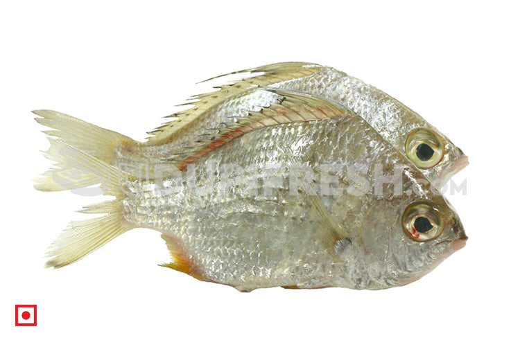 Freshwater Fresh Payya – Bayya 1 kg – udupifresh.com