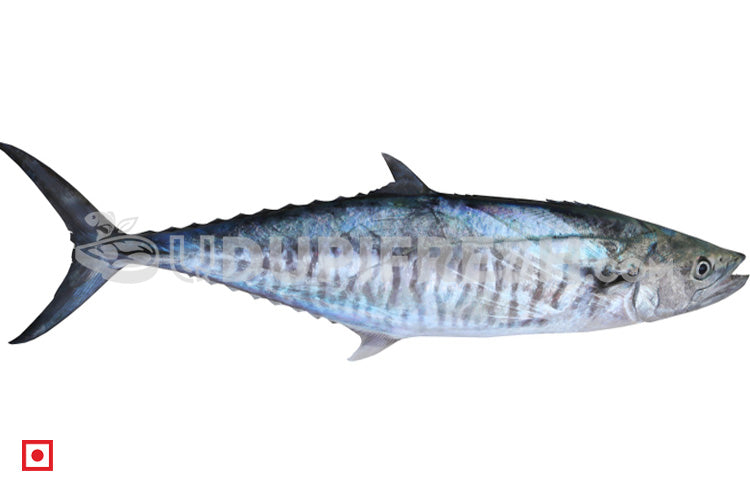 Anjal- Surmai, 1.8 Kg to 2 Kg – UDUPI FRESH