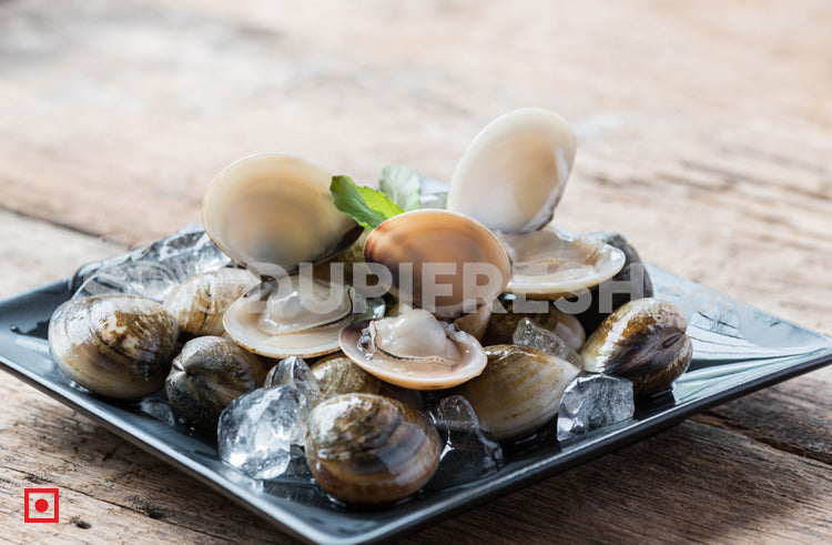 Fresh Marwai – Shell,Clam/ಮರುವಾಯಿ -Medium (100 counts) – UDUPI FRESH