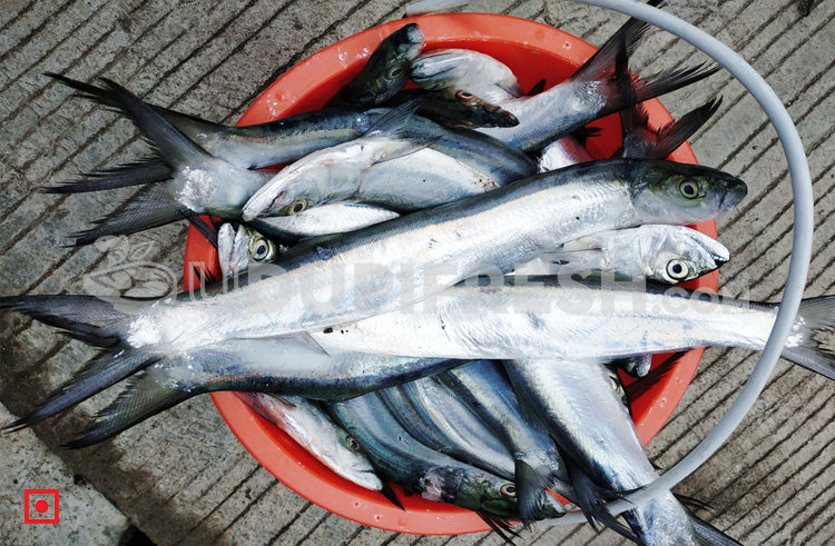 Silver Bar Fish / Karli, 1 Kg – UDUPI FRESH