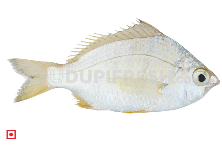 Freshwater Fresh Payya – Bayya 1 kg – udupifresh.com