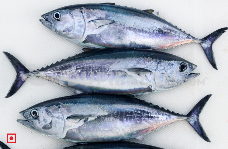 Fresh Kedar – Tuna Fish/ಟ್ಯೂನ ಮೀನು 1 Kg – udupifresh.com