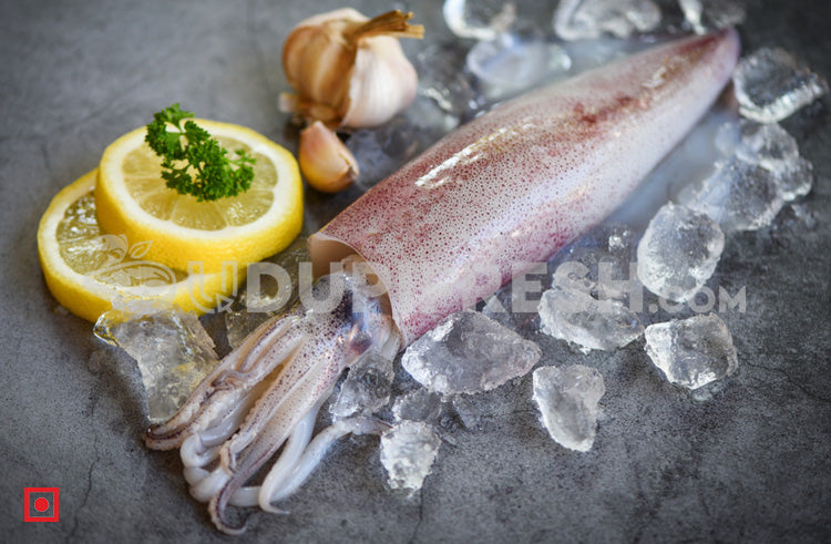 Bondas/ Squid Medium 1 kg – udupifresh.com