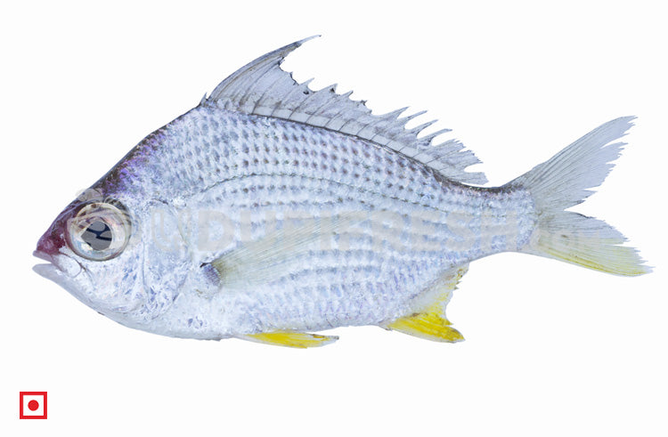 Freshwater Fresh Payya – Bayya 1 kg – udupifresh.com