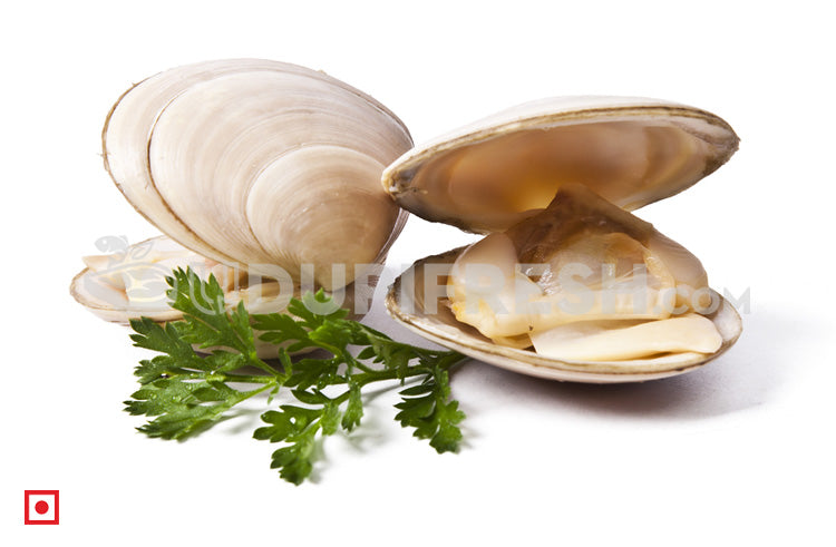Marwai – Shell,Clam - Big (100 counts) – udupifresh.com