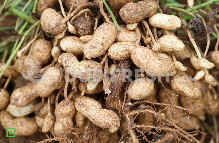 Raw groundnut with shell, 1 Kg – udupifresh.com