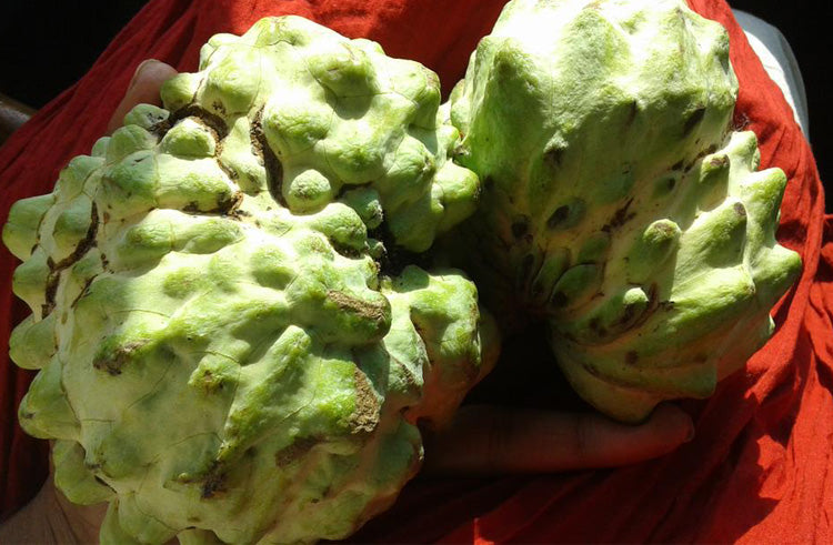 Hanuman Fala , 1 Kg – UDUPI FRESH