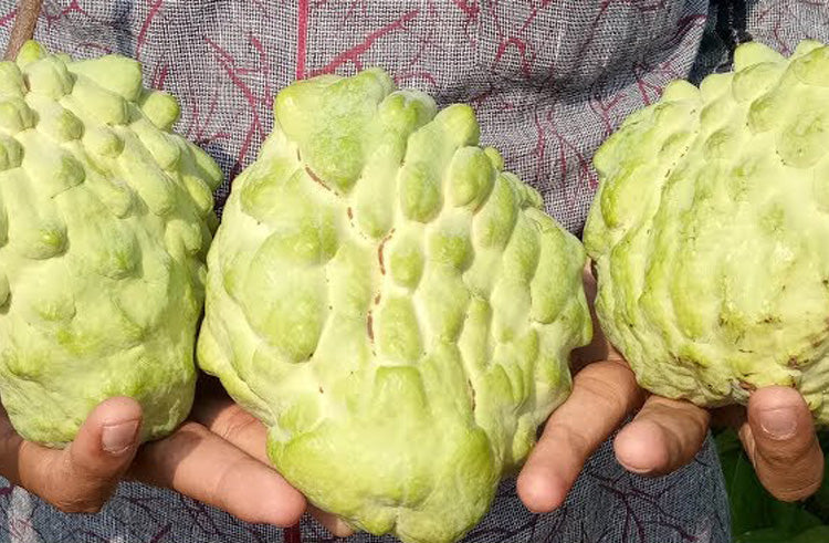 Hanuman Fala , 1 Kg – UDUPI FRESH