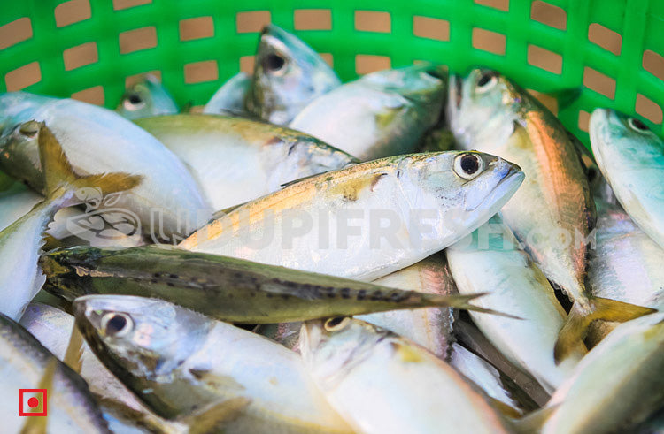 Indian Mackerel Bangda Fish/Medium ( 4 count ) – udupifresh.com
