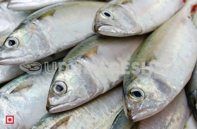 Indian Mackerel/ Bangda Fish, Small (5 count) ( Boat Catch ) – UDUPI FRESH