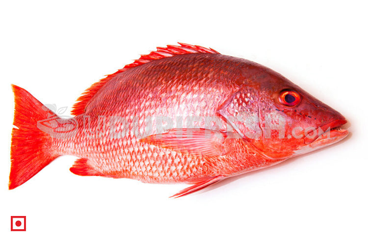 Freshwater Fresh Red Snapper / Kemberi Fish, 1 Kg – udupifresh.com