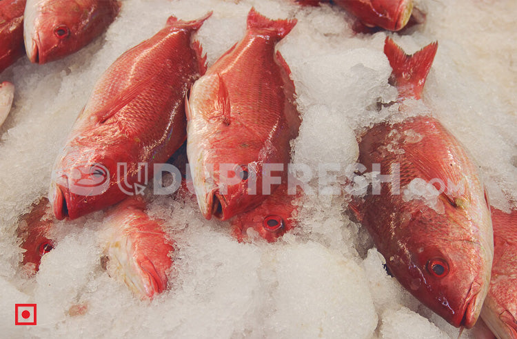 Freshwater Fresh Red Snapper / Kemberi Fish, 1 Kg – udupifresh.com