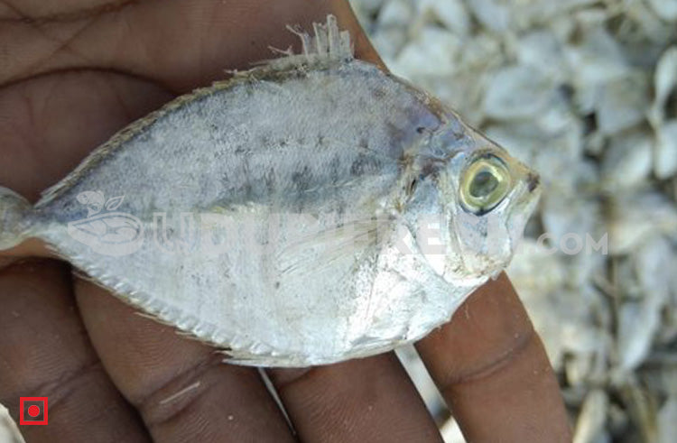 Silver Belly Dry Fish, 200 g – UDUPI FRESH