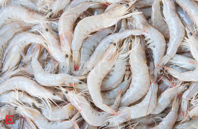 Fresh Small White Prawns - without Peeled, 1 kg – UDUPI FRESH
