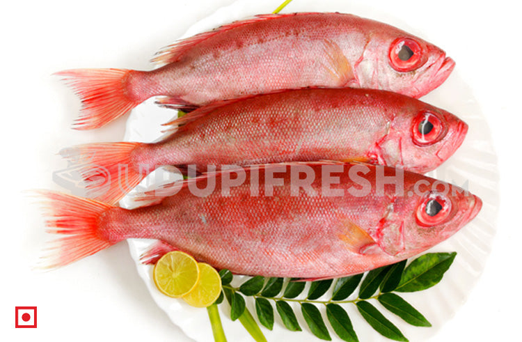 Disco , Big – Finned Bulleye, 1 Kg – udupifresh.com