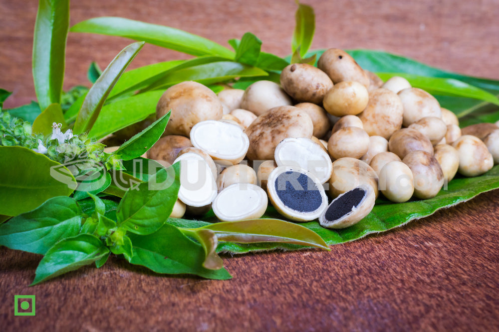 Rare Gud Gud Alambe or wild mushrooms Alamb Without Peeled,1 Kg – UDUPI ...