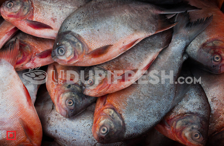 Freshwater Fresh Roopchand Fish / Pacur Fish 1 Kg – udupifresh.com