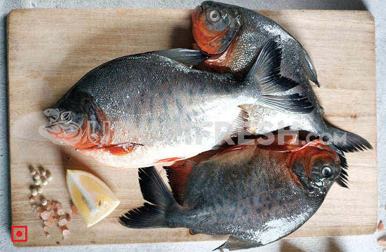 Freshwater Fresh Roopchand Fish / Pacur Fish 1 Kg – udupifresh.com